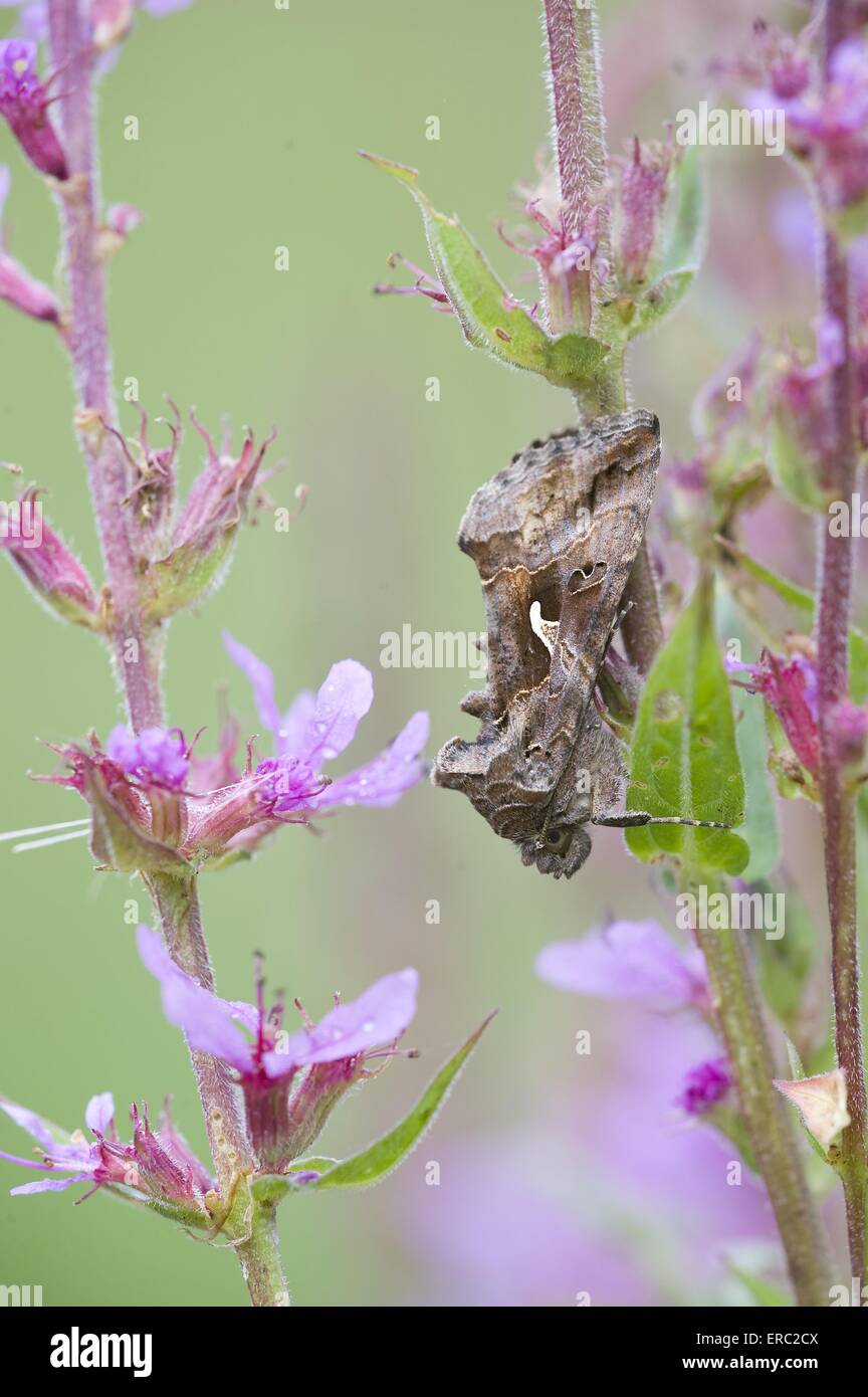 Gammaflies hi-res stock photography and images - Alamy