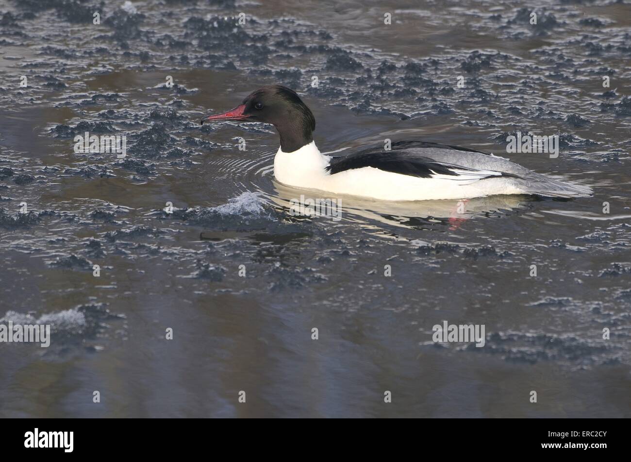 Goosander ducks winter hi-res stock photography and images - Alamy