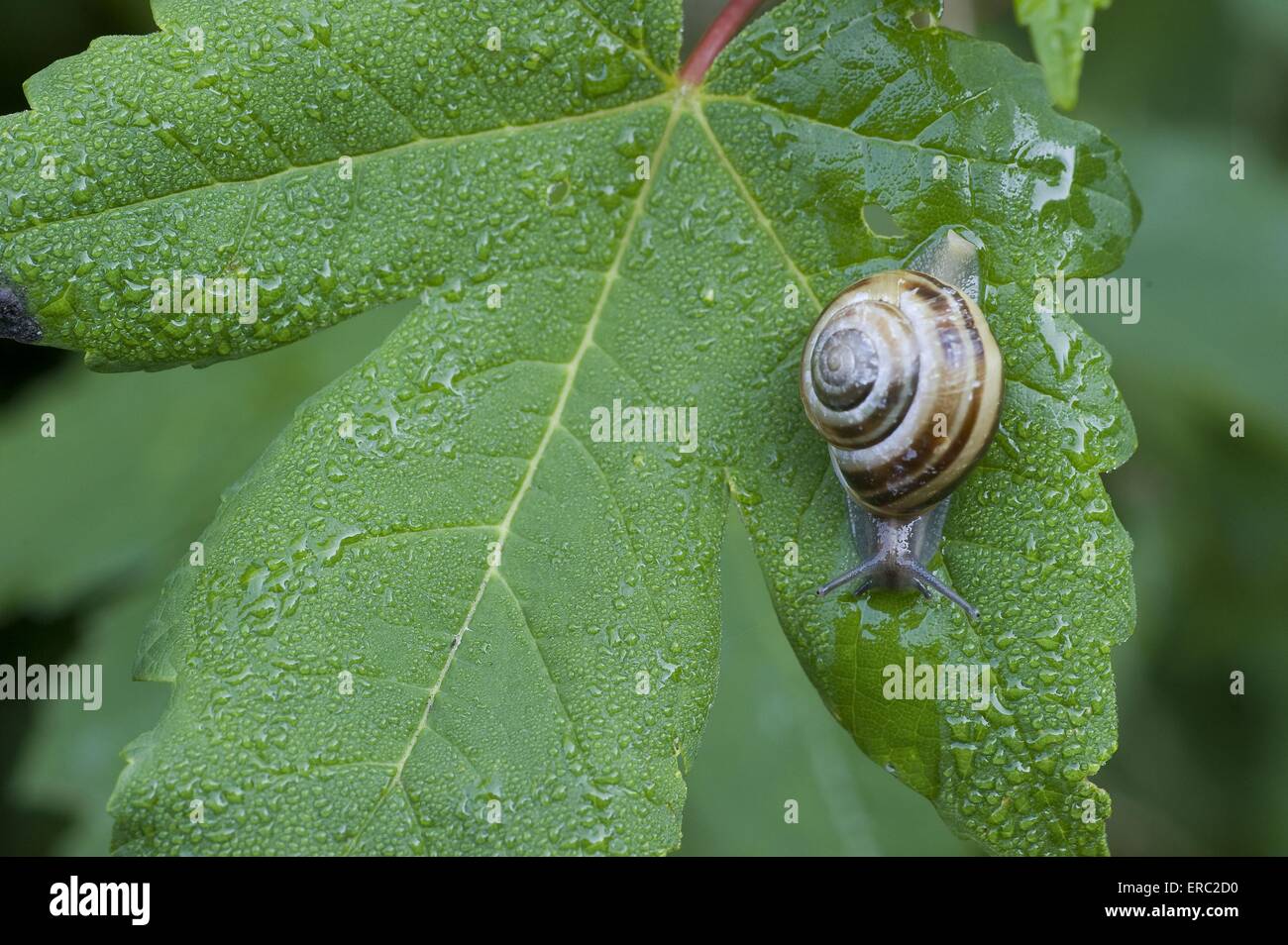 Gardensnail hi-res stock photography and images - Alamy