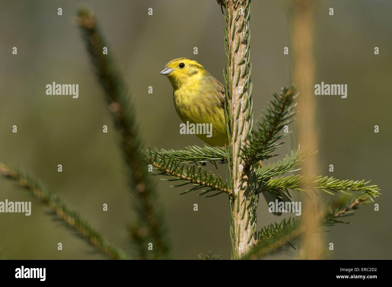 Yellowhammer song hi-res stock photography and images - Alamy