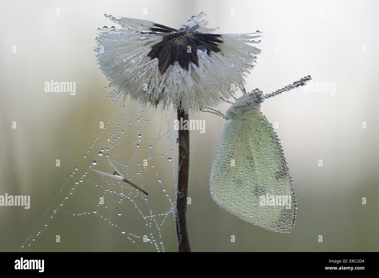 large white butterfly Stock Photo - Alamy