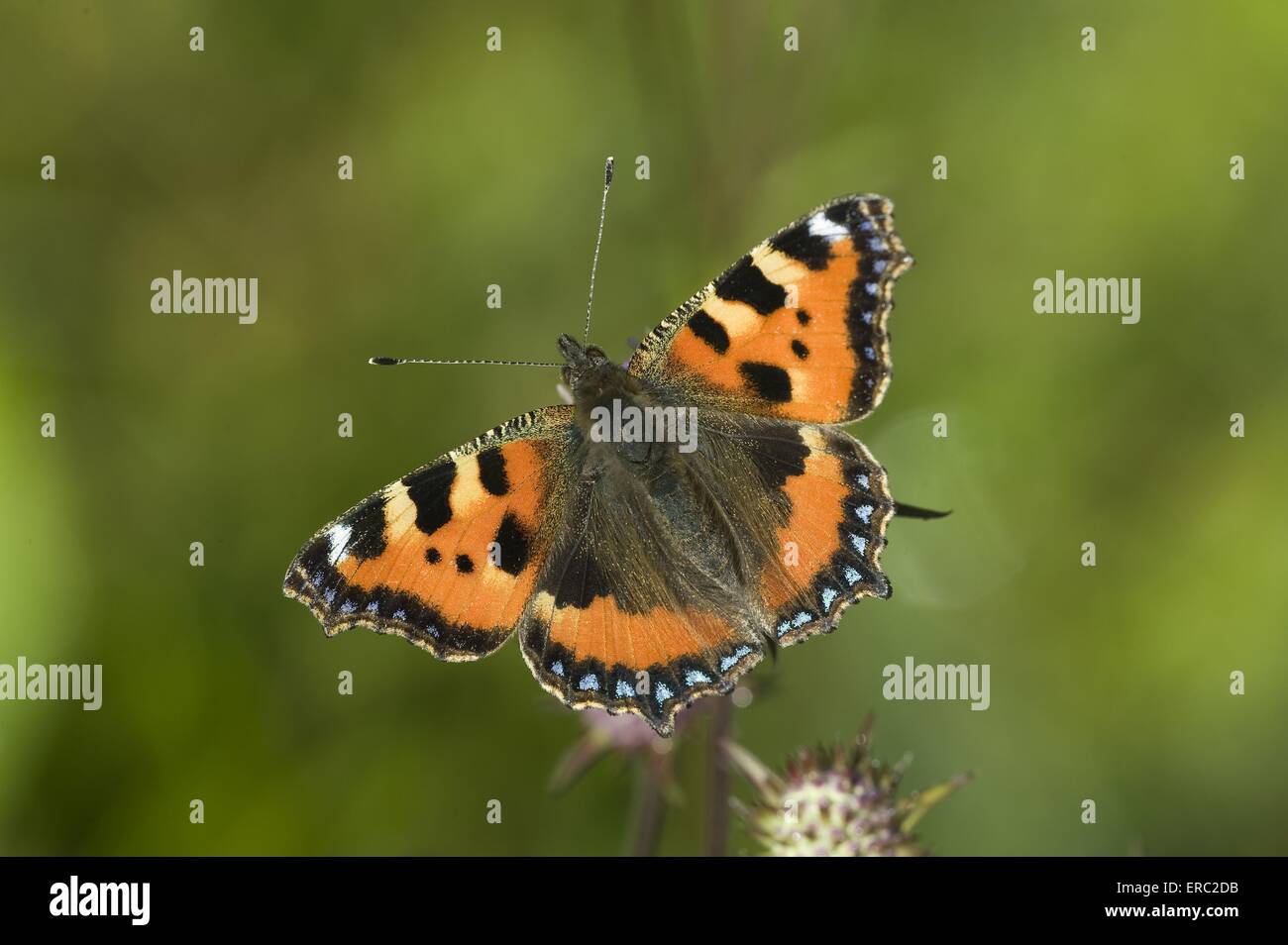 Small tortoiseshell hi-res stock photography and images - Alamy