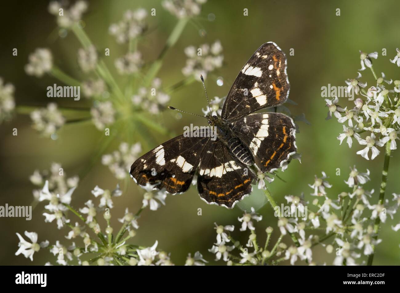 Map butterfly hi-res stock photography and images - Alamy
