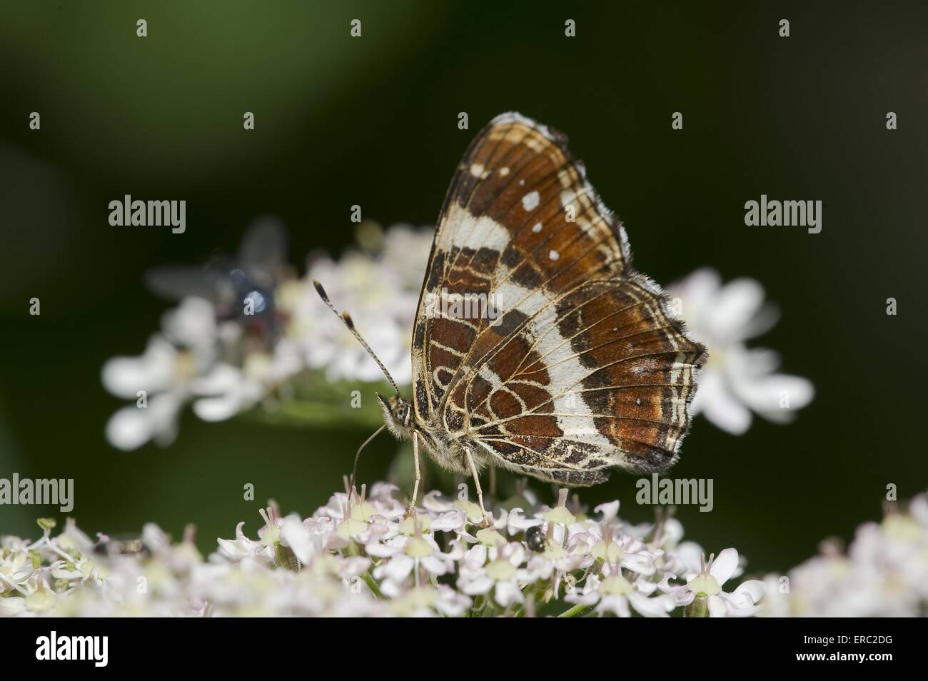 Map butterflies hi-res stock photography and images - Alamy
