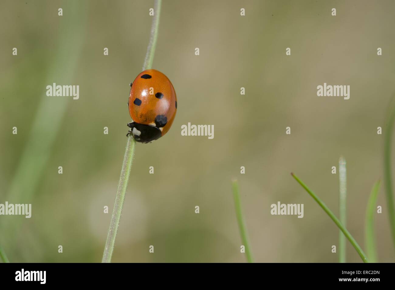 Ladybird side view hi-res stock photography and images - Alamy