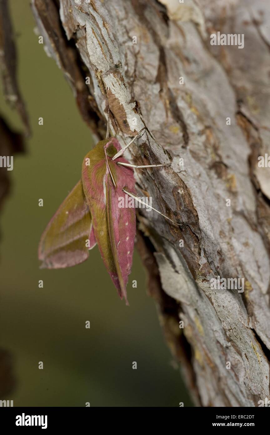 Large elephant hawk moths hi-res stock photography and images - Alamy