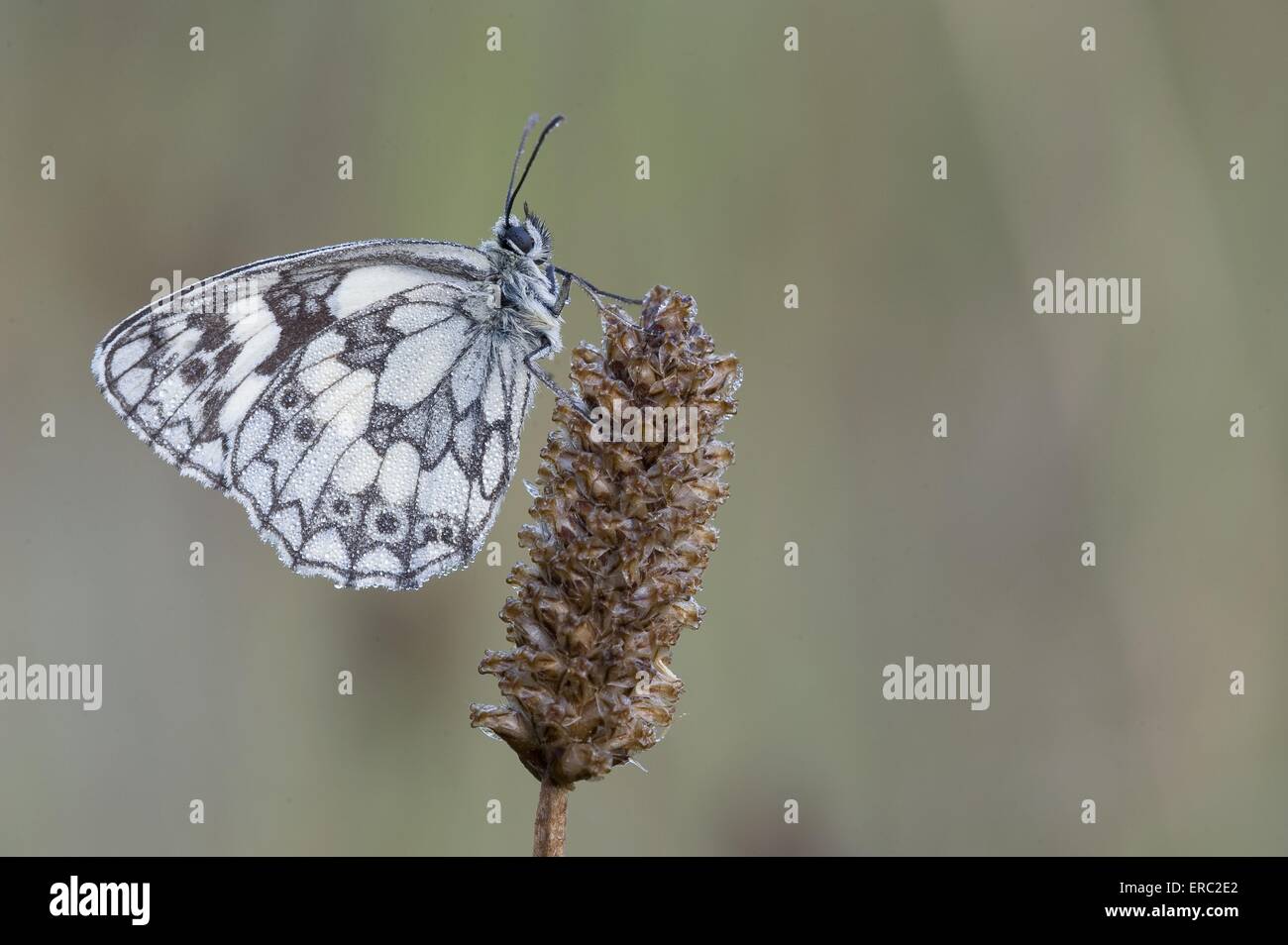 marbled white butterfly Stock Photo - Alamy