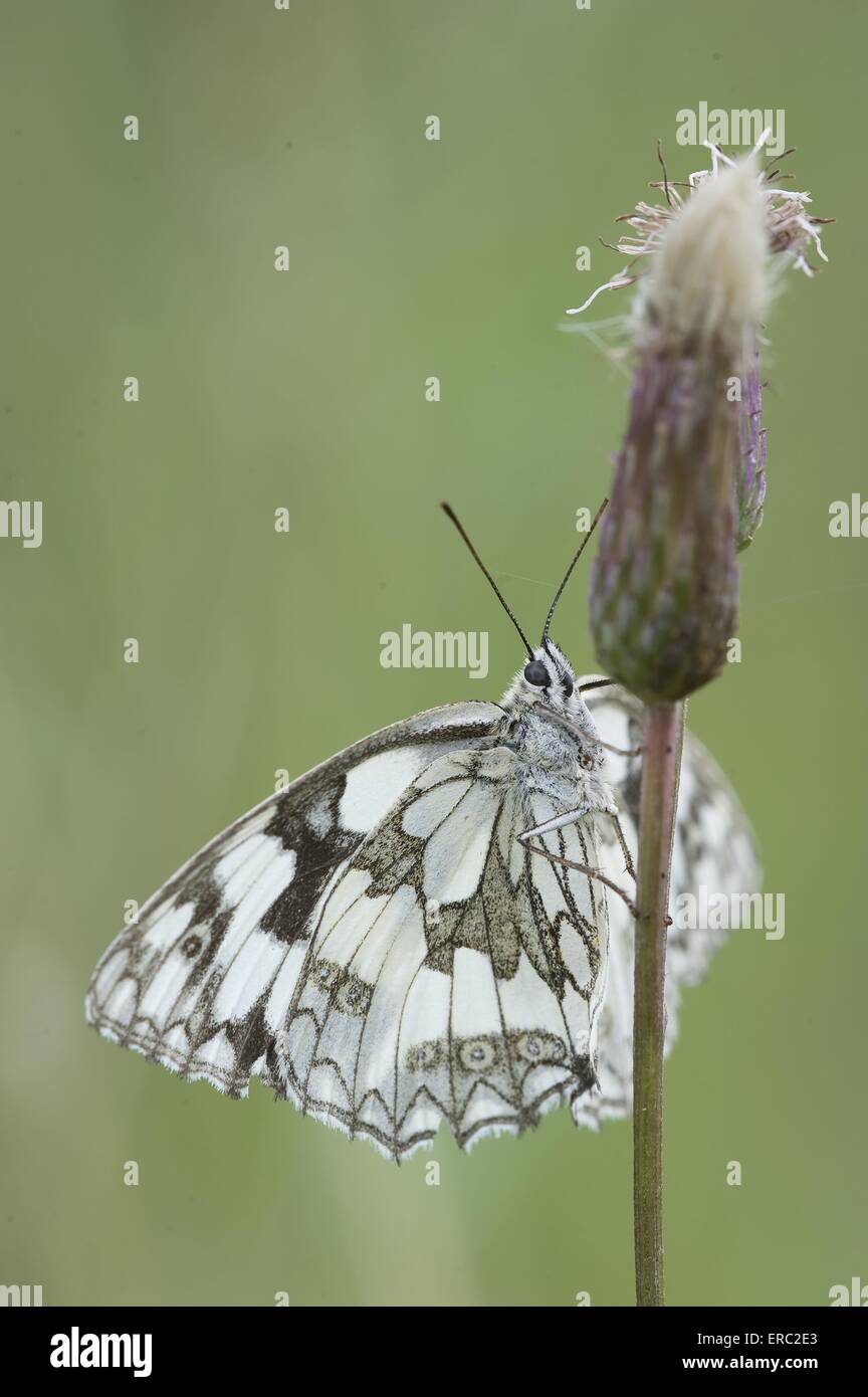 marbled white butterfly Stock Photo - Alamy