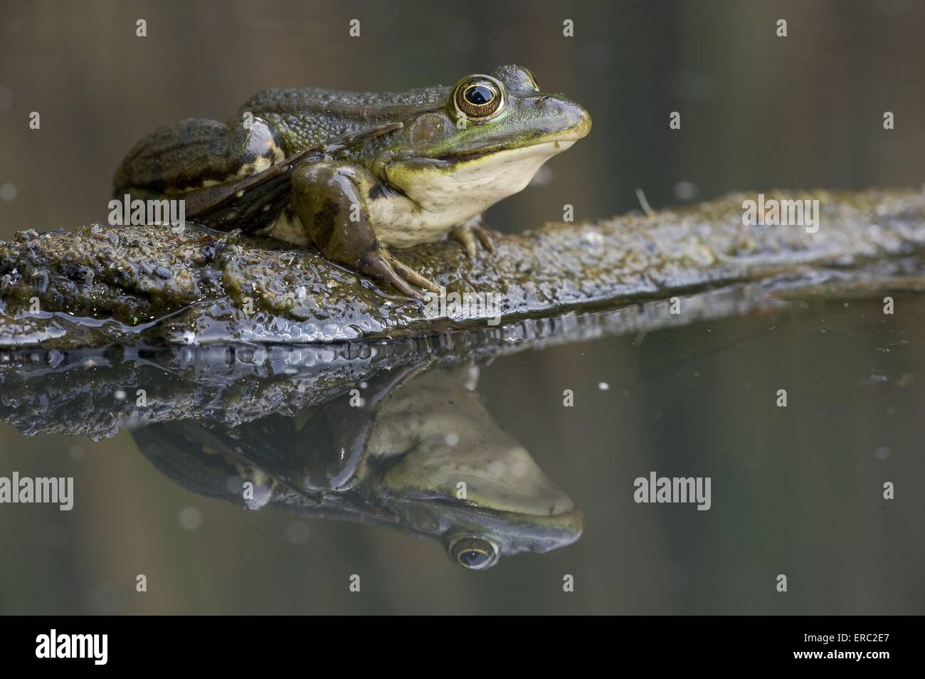 Water frog hi-res stock photography and images - Alamy