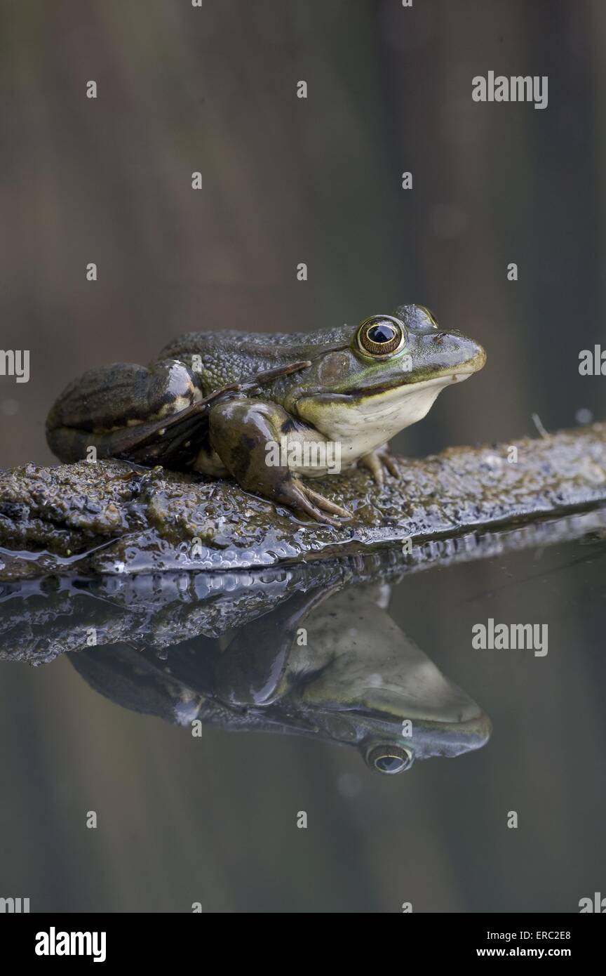 Water frog hi-res stock photography and images - Alamy