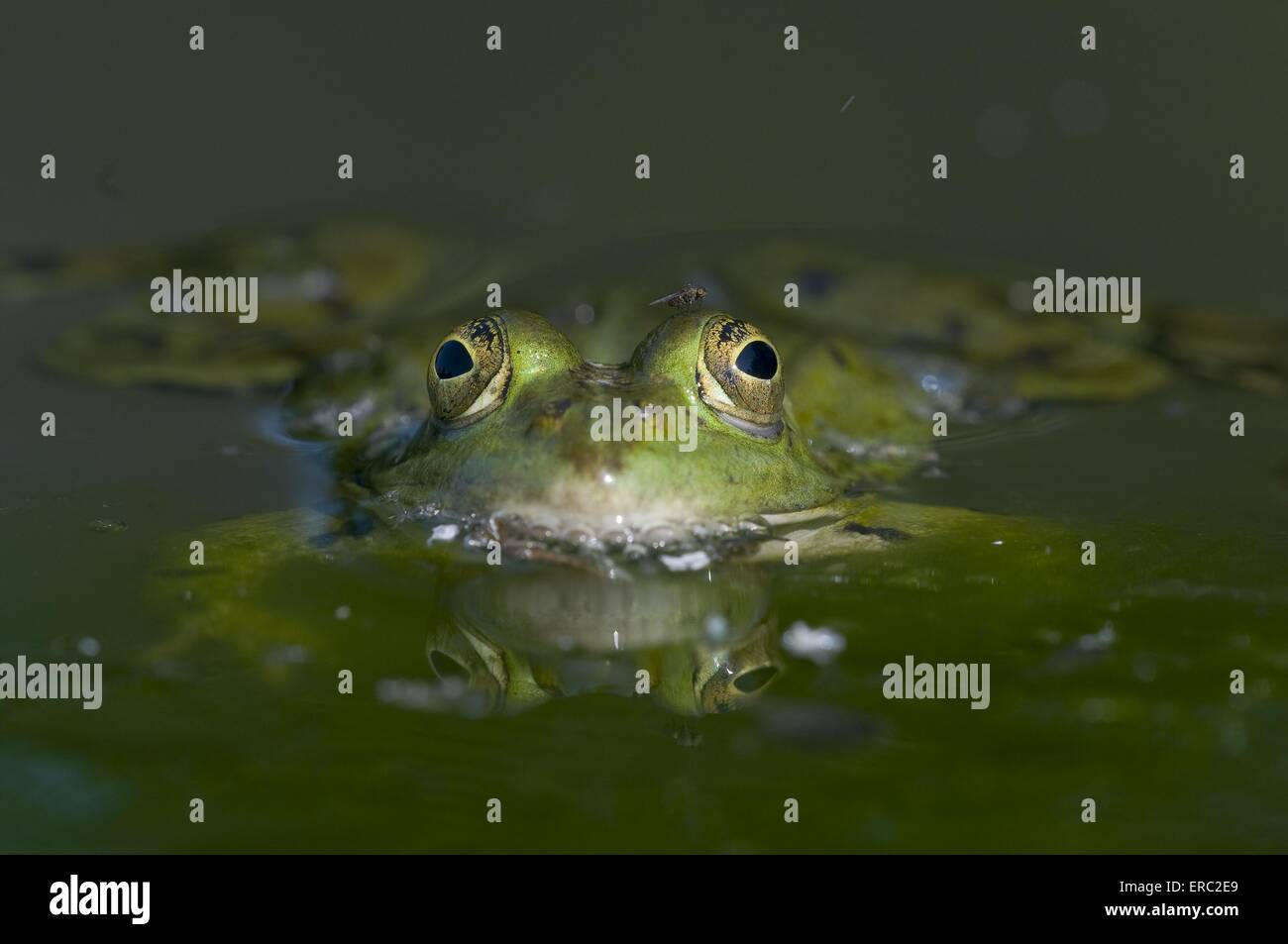 Water frog hi-res stock photography and images - Alamy