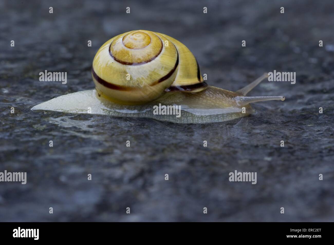 Snail side view hi-res stock photography and images - Alamy