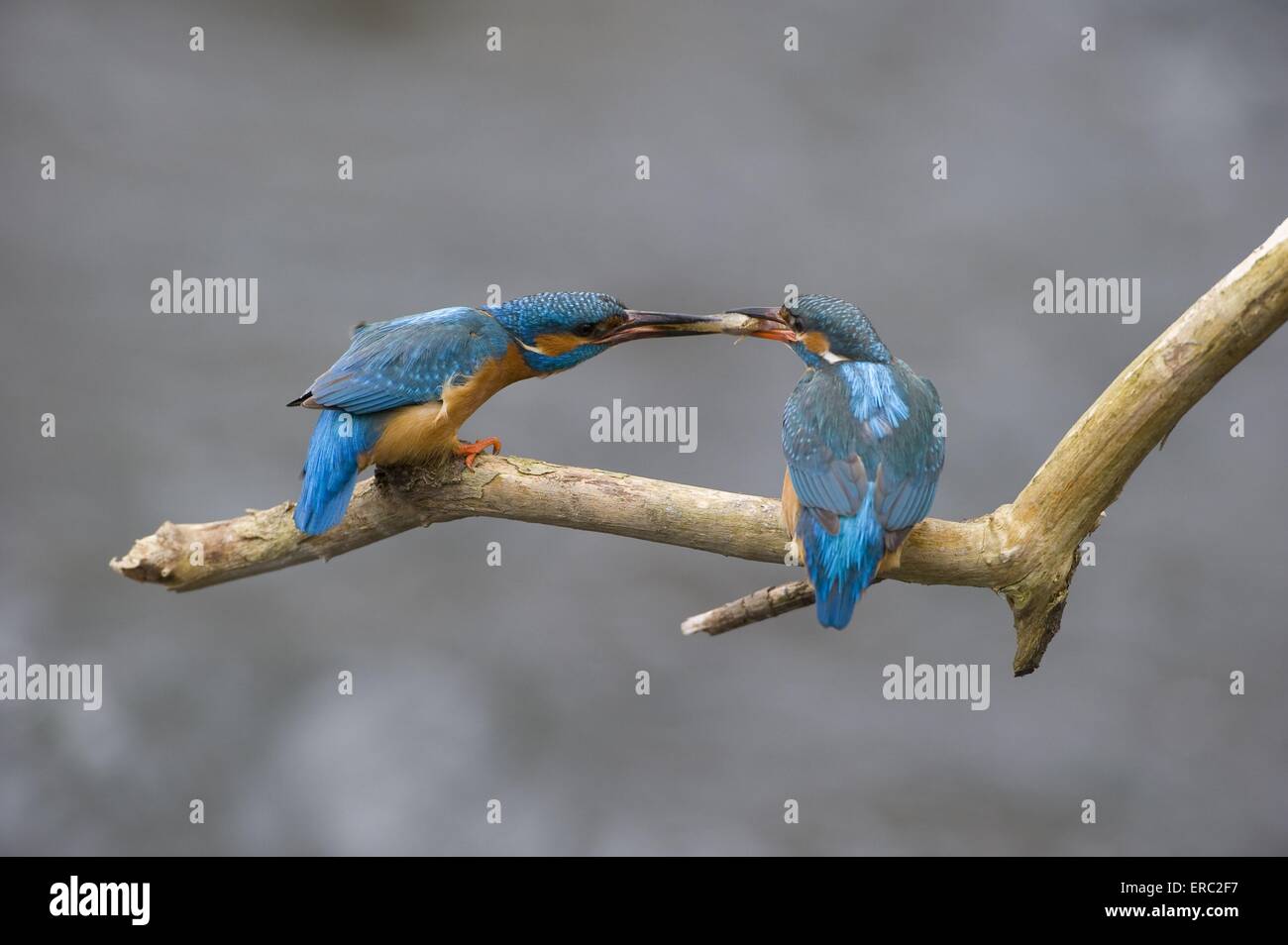 Kingfisher side view hi-res stock photography and images - Alamy