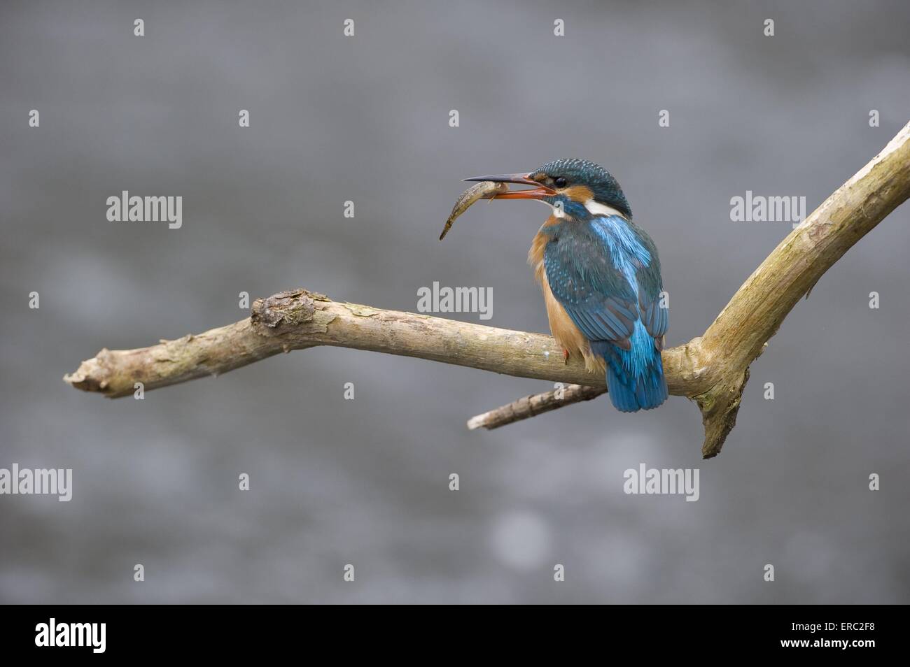 Kingfisher rear view hi-res stock photography and images - Alamy