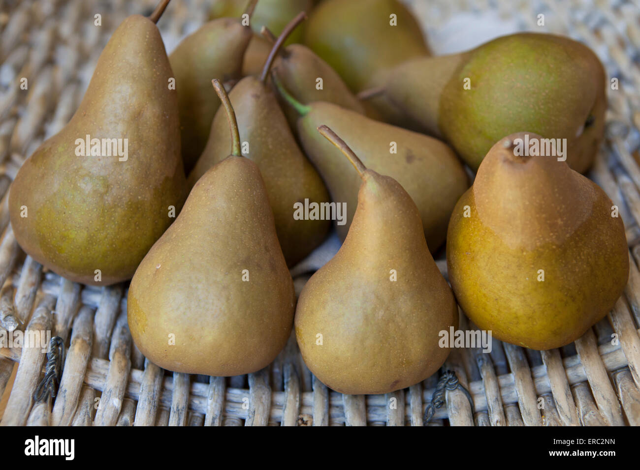 Collected pears at Foragers complex in Pembertonm, Western Australia ...