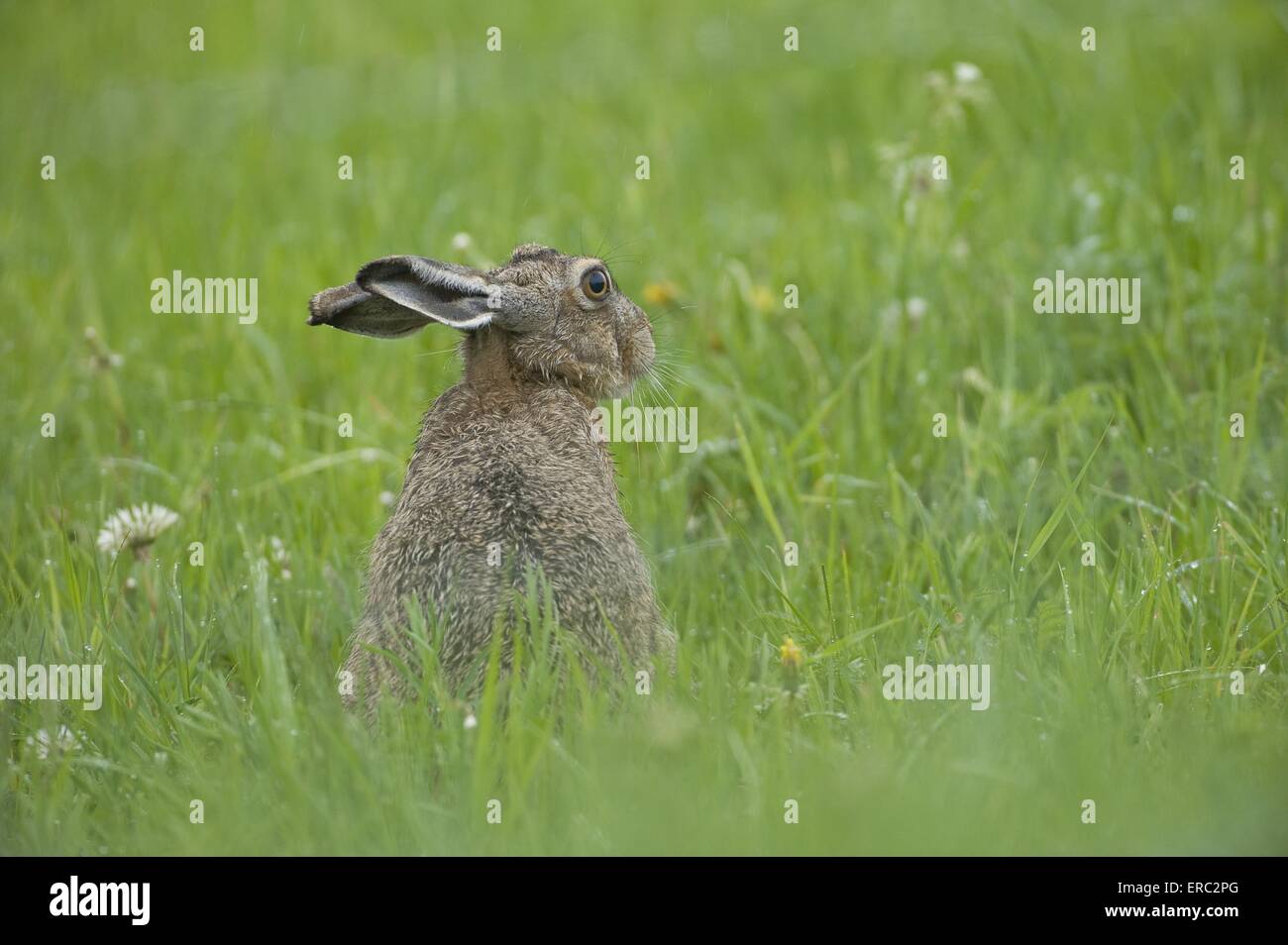 Eastern hare hi-res stock photography and images - Alamy