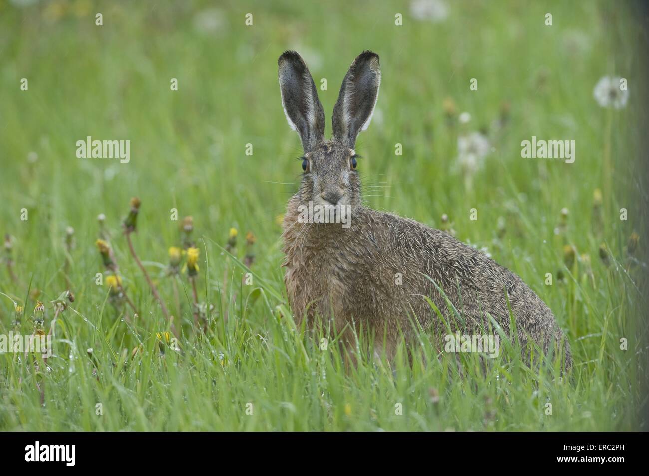 Hare side view hi-res stock photography and images - Alamy