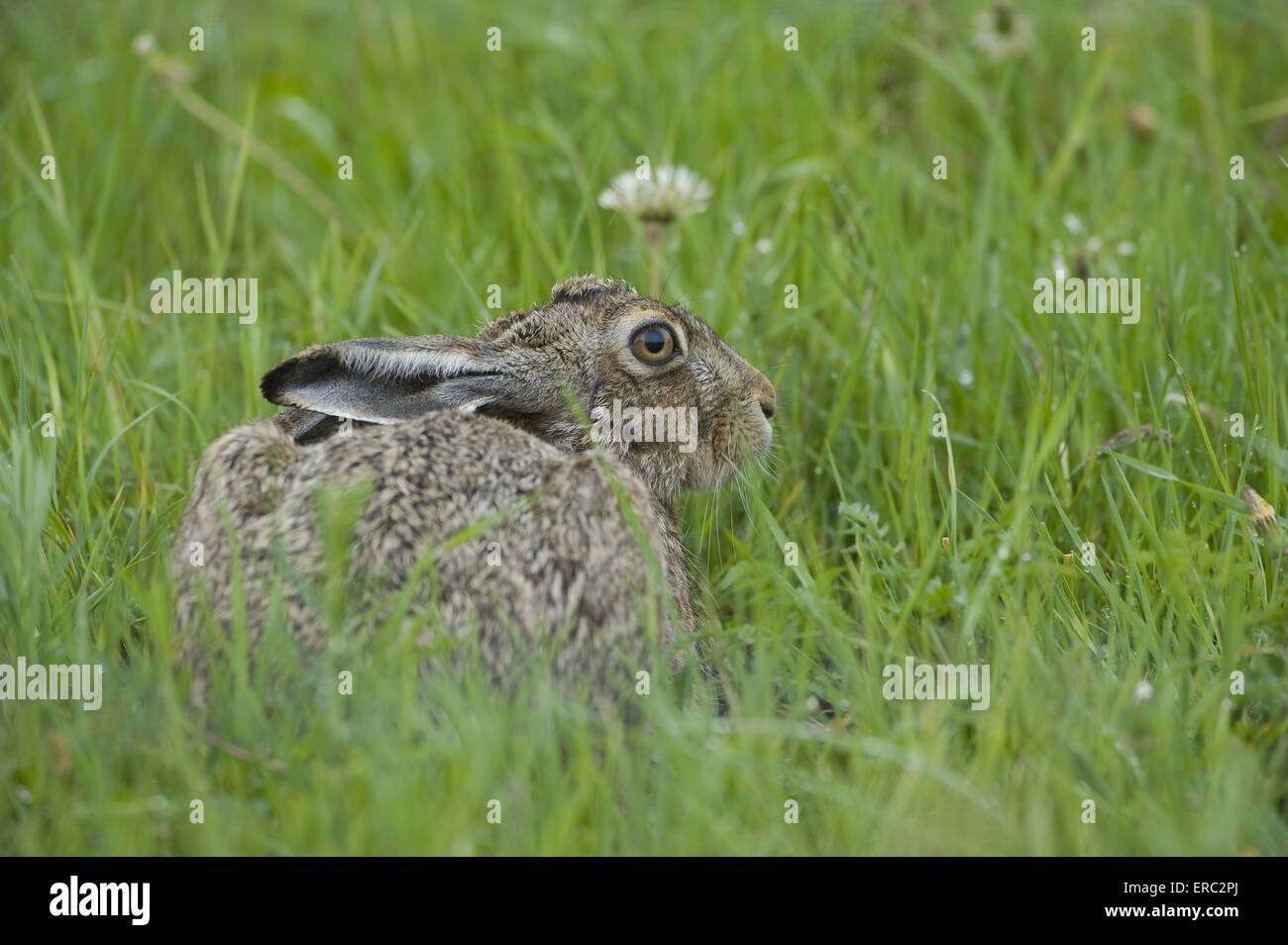 Eastern hare hi-res stock photography and images - Alamy