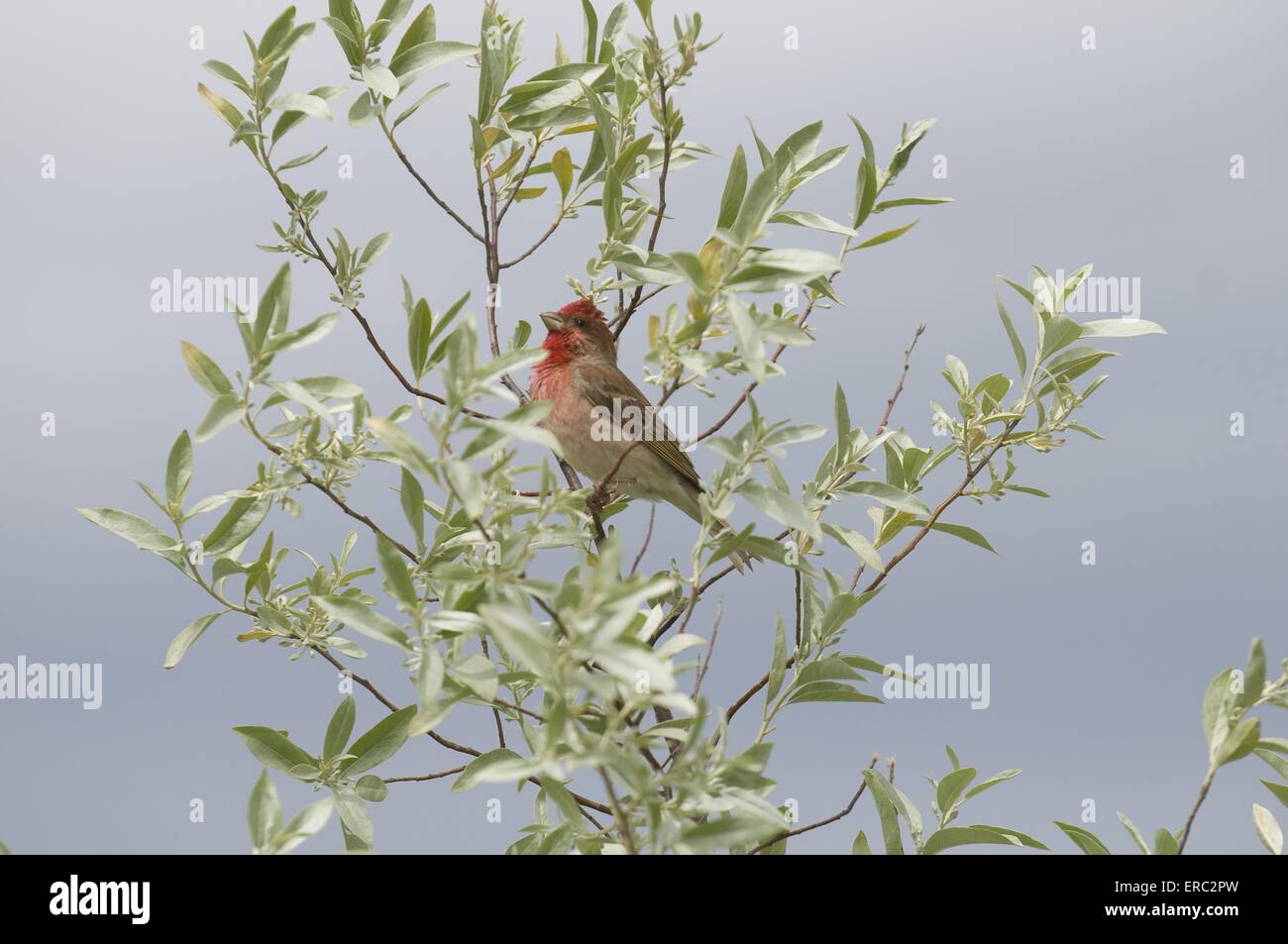 Common rosefinches hi-res stock photography and images - Alamy