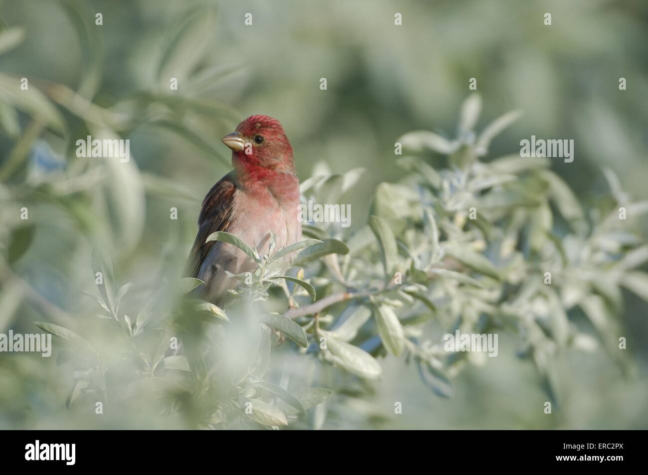 Rosefinch hi-res stock photography and images - Alamy