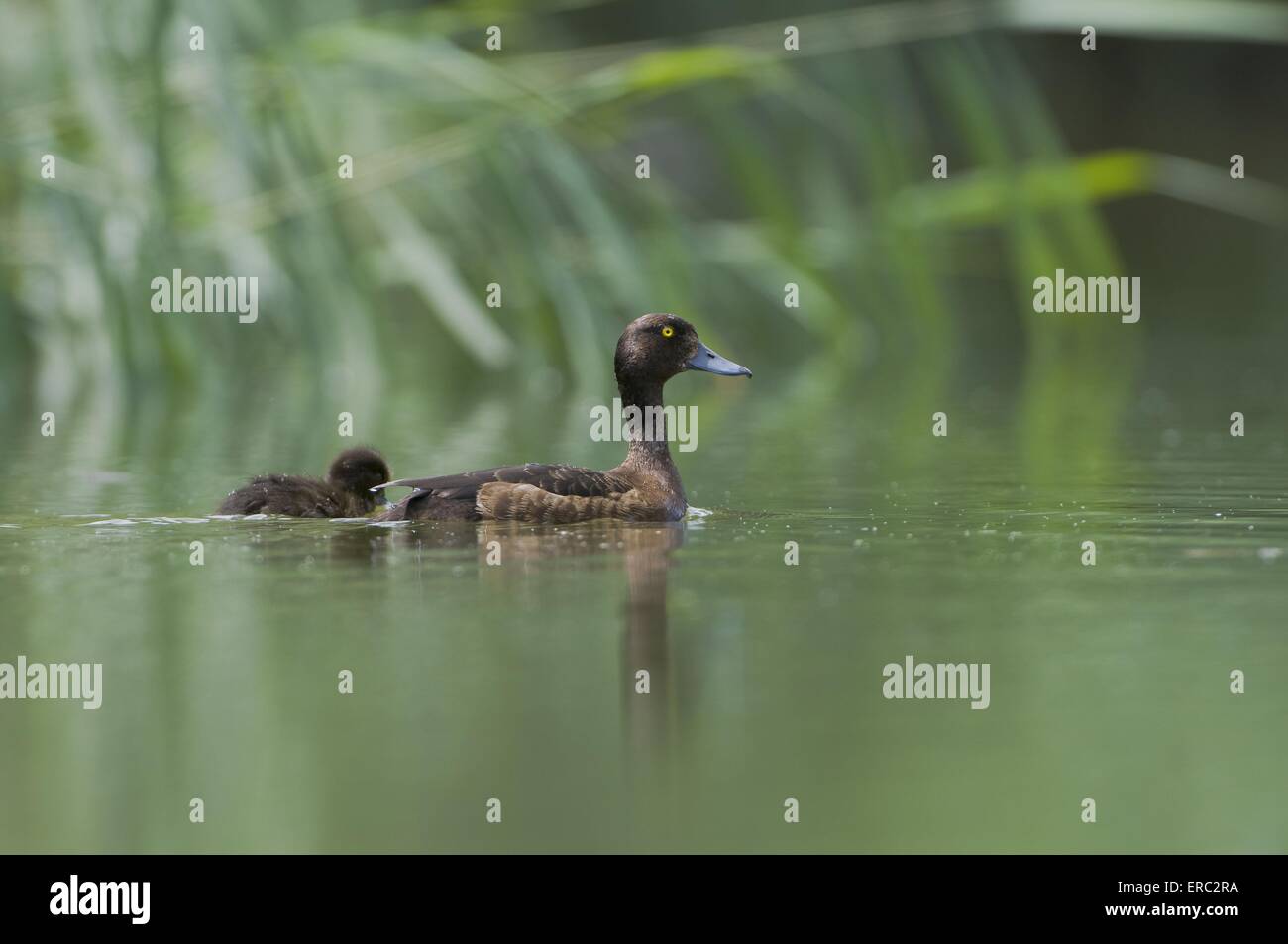 Juvenile tufted duck hi-res stock photography and images - Alamy