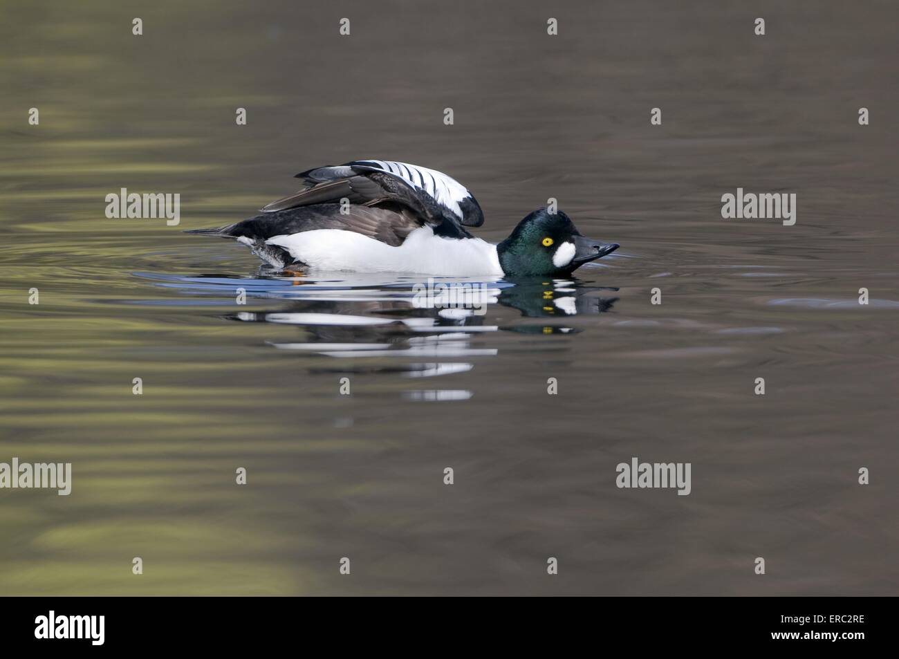 common goldeneye duck Stock Photo - Alamy
