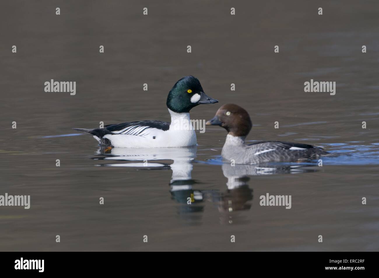 common goldeneye ducks Stock Photo - Alamy