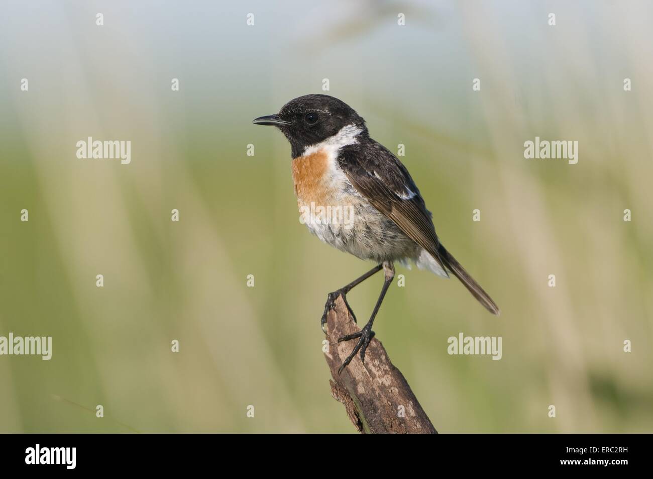 Adult stonechat hi-res stock photography and images - Alamy