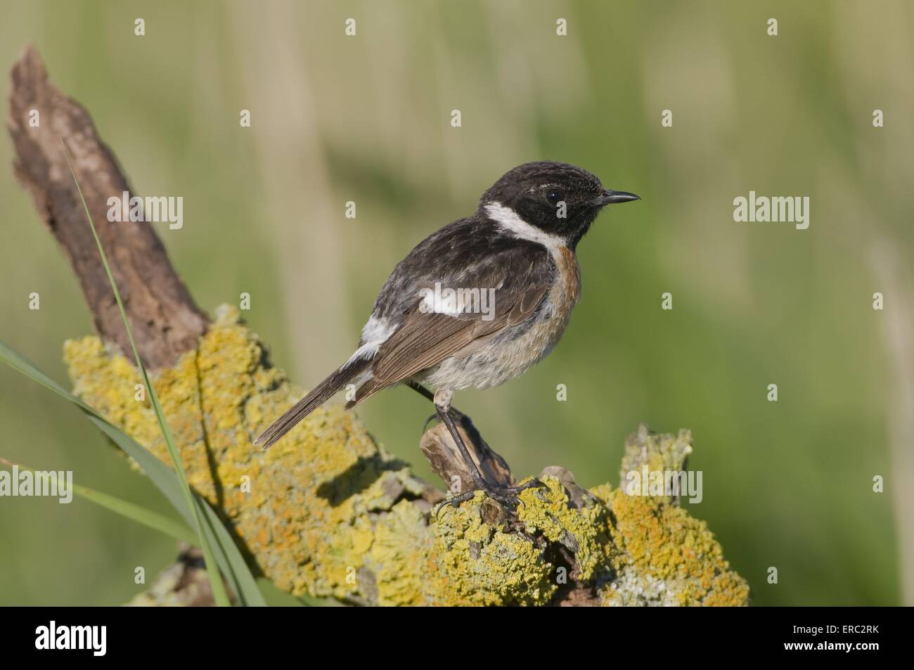 Stonechat landscape format hi-res stock photography and images - Alamy