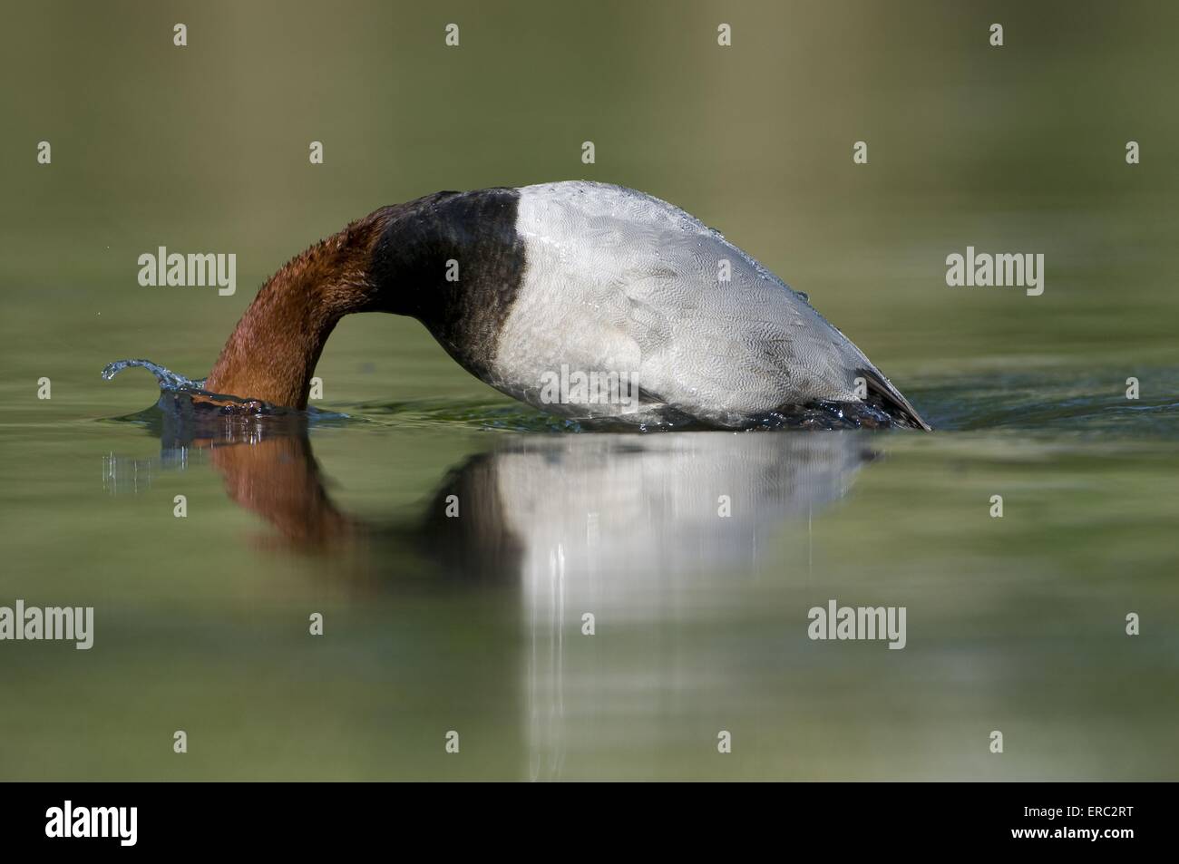 Common diving ducks hi-res stock photography and images - Alamy