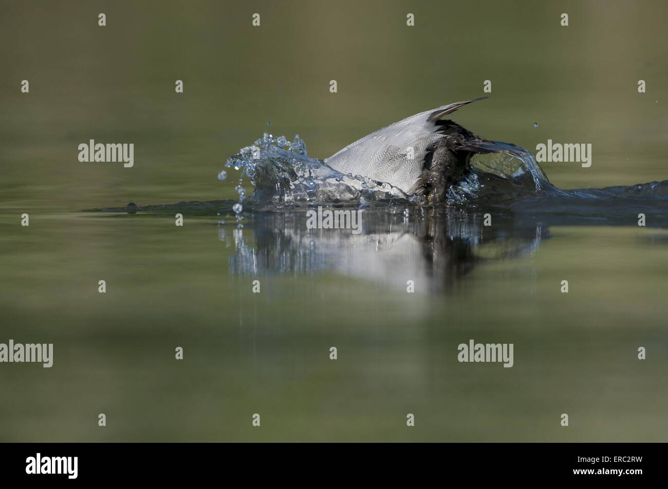 Common diving ducks hi-res stock photography and images - Alamy