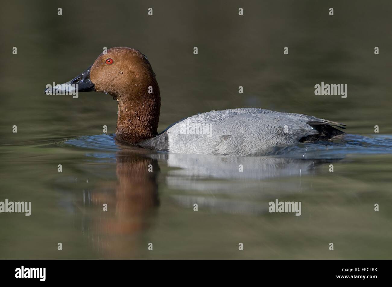 Common pochard drake hi-res stock photography and images - Alamy