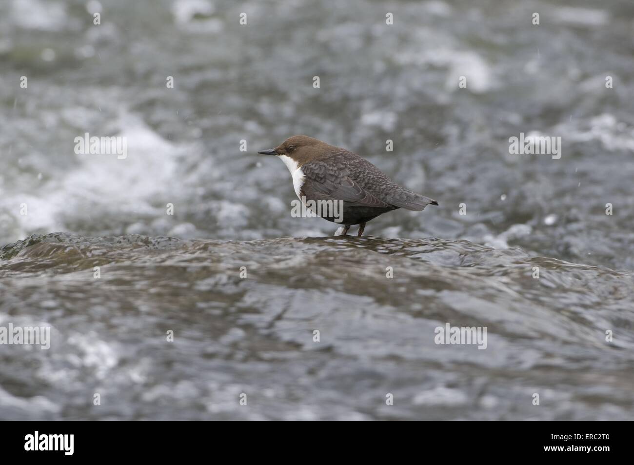 Eurasian dipper hi-res stock photography and images - Alamy