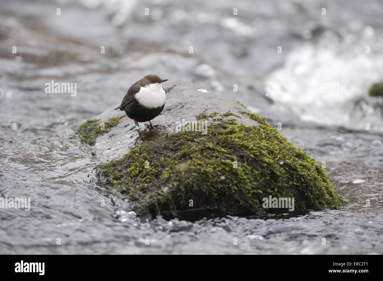 White bellied dipper hi-res stock photography and images - Alamy