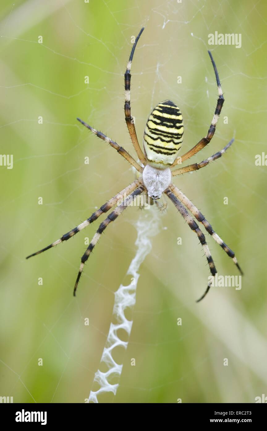 Wasp spider hi-res stock photography and images - Alamy