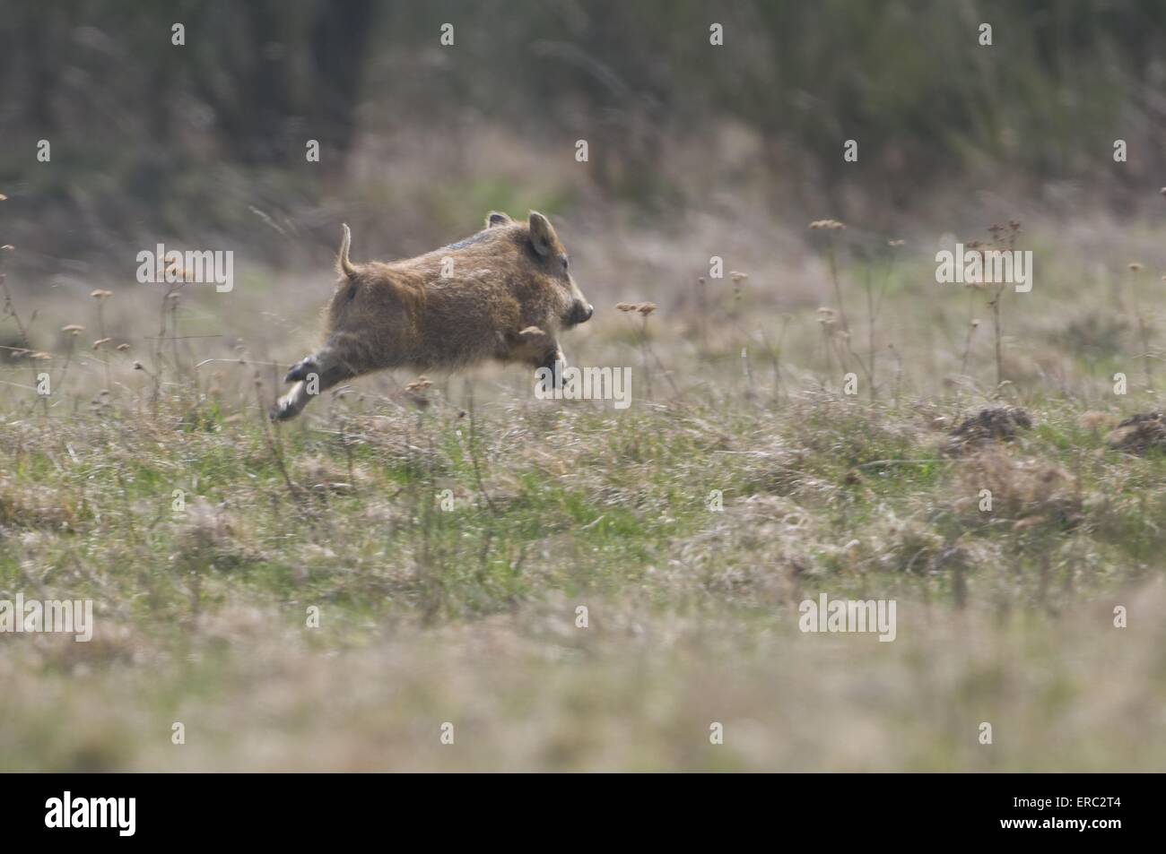Wild boars running hi-res stock photography and images - Alamy