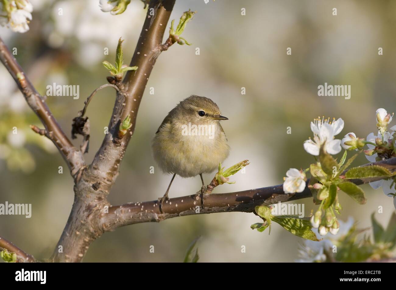 Chiffchaff hi-res stock photography and images - Alamy