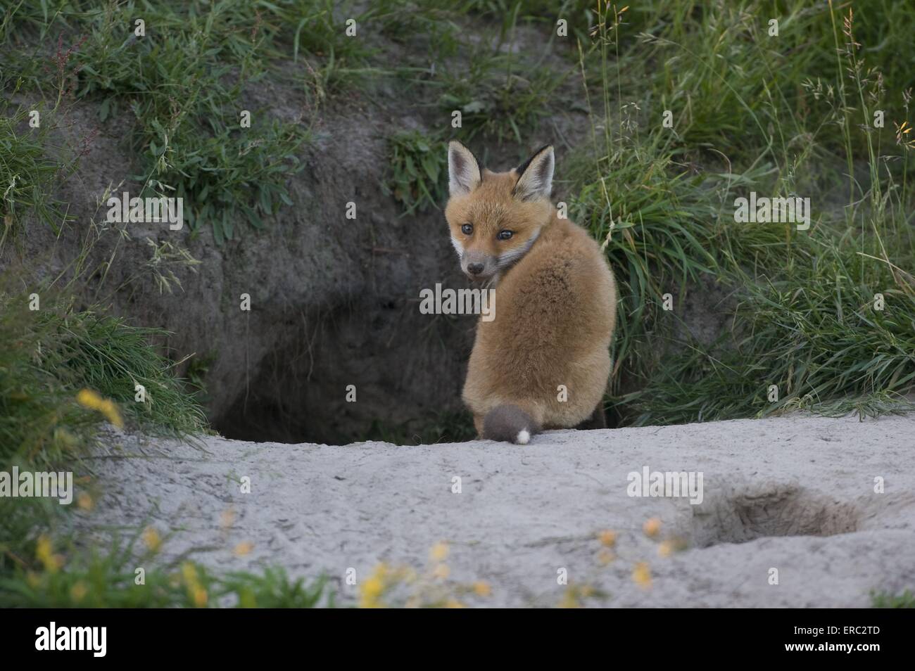 Rear view red fox hi-res stock photography and images - Alamy