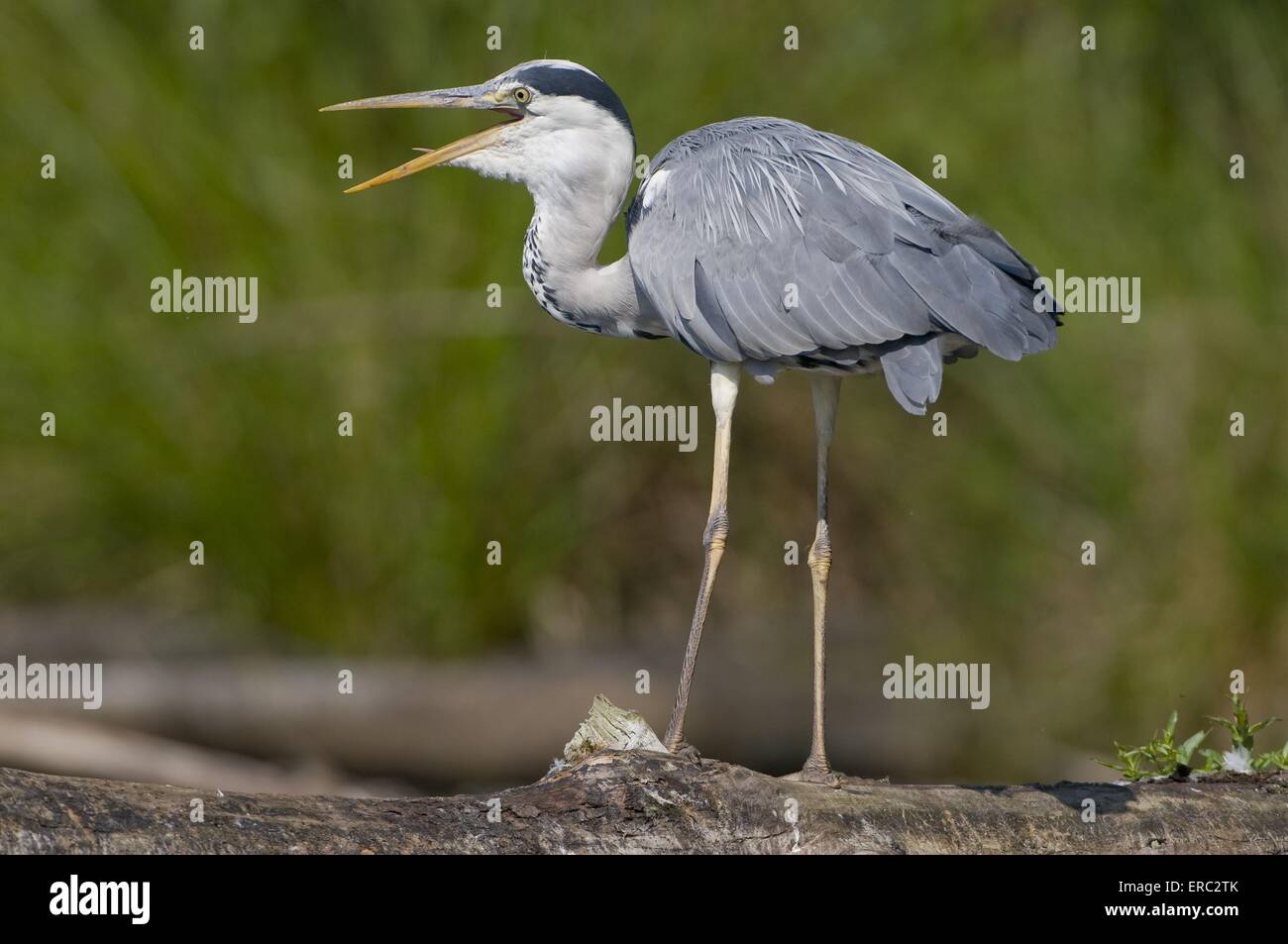 Heron side profile hi-res stock photography and images - Alamy
