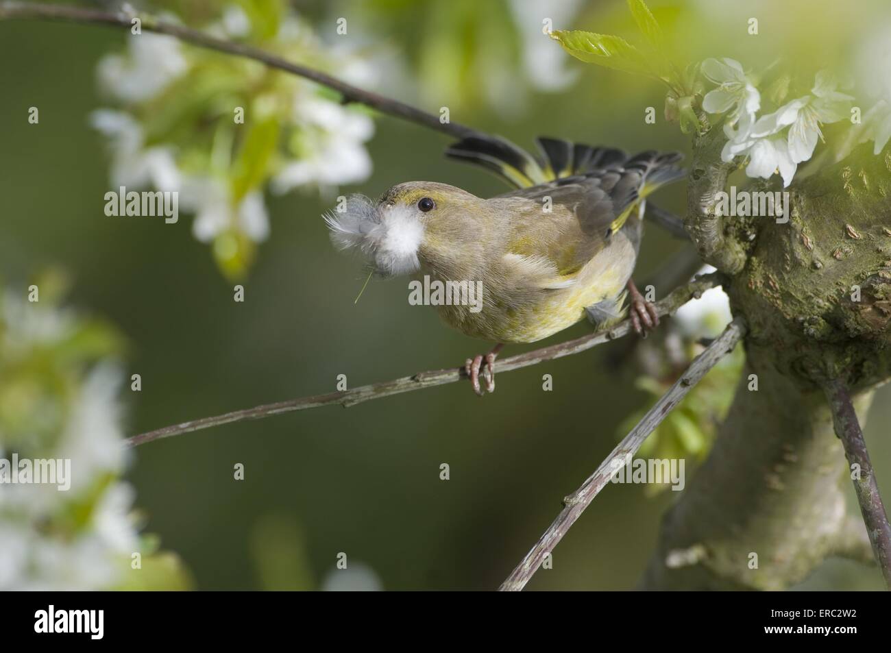 Greenfinch Nest High Resolution Stock Photography and Images - Alamy