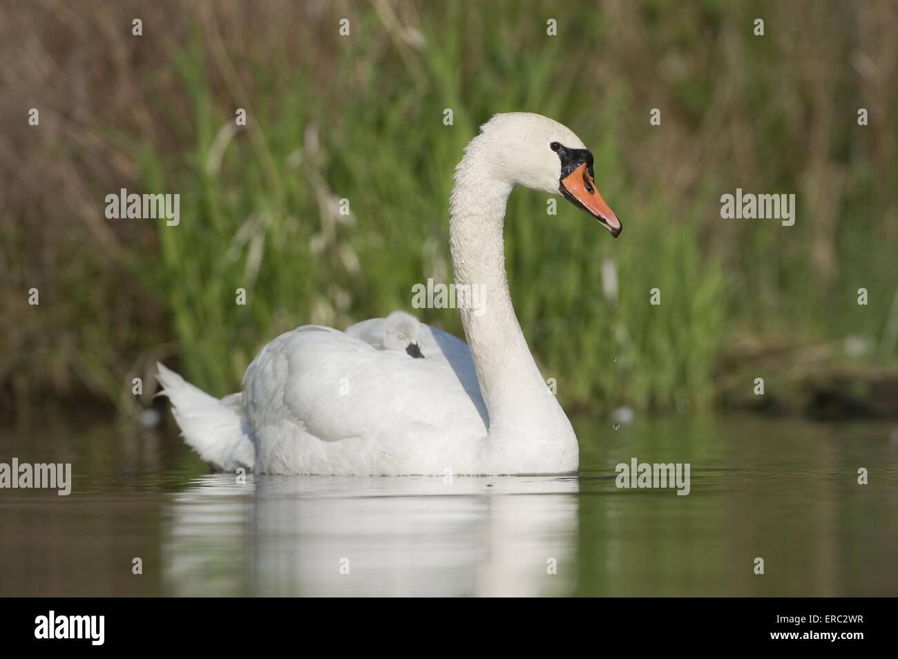 Swan two juveniles hi-res stock photography and images - Alamy
