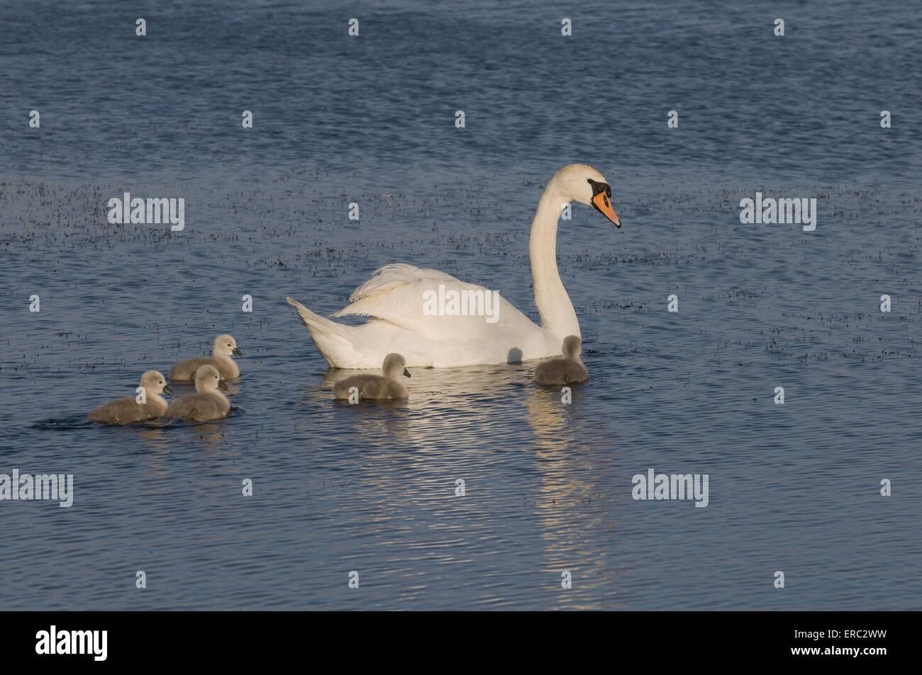 Immature swans hi-res stock photography and images - Alamy