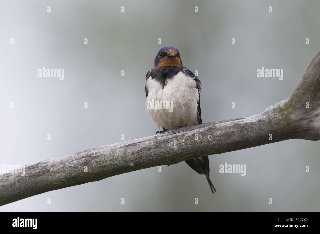 Chimney swallow hi-res stock photography and images - Alamy
