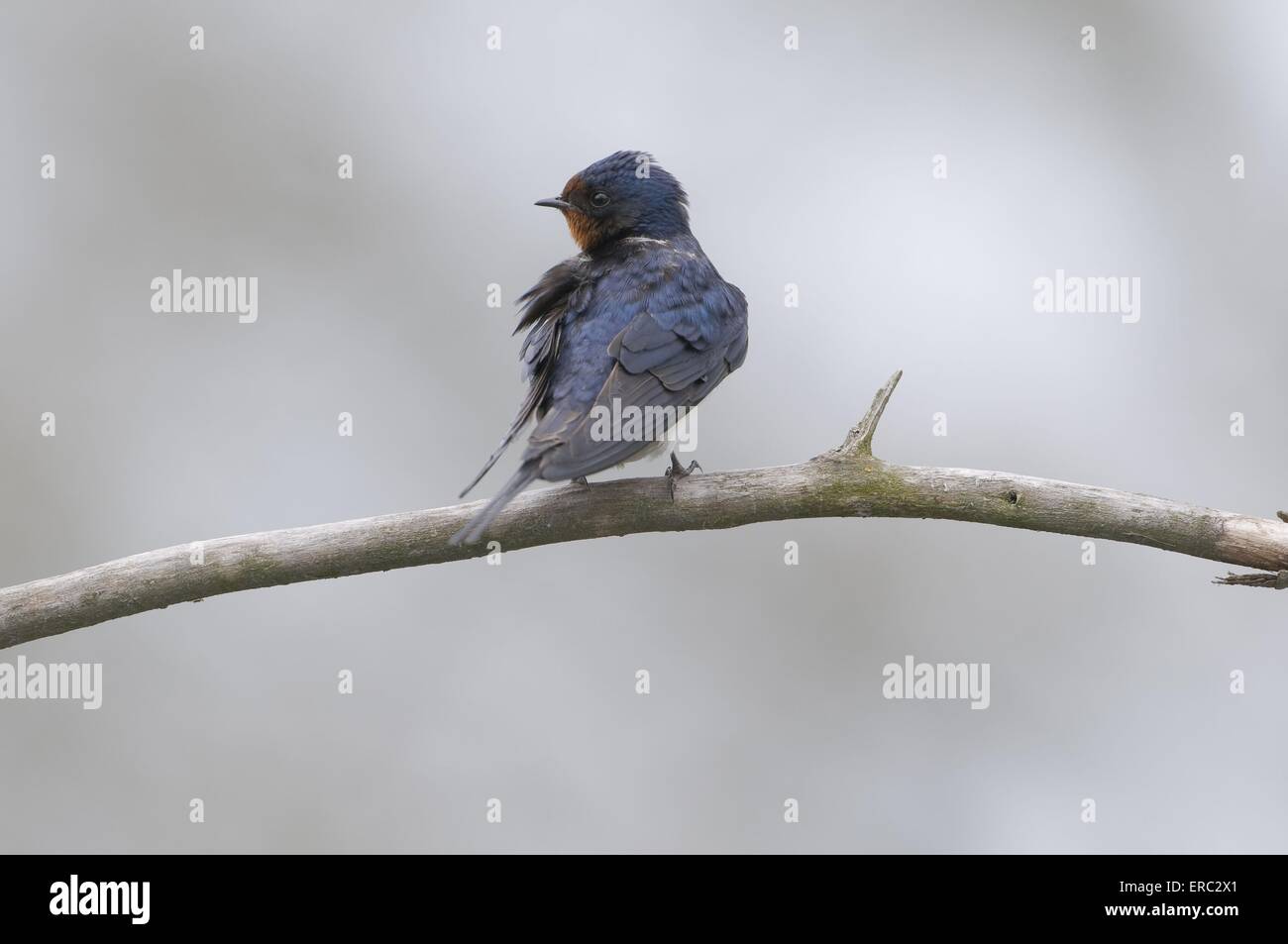 Chimney swallow hi-res stock photography and images - Alamy