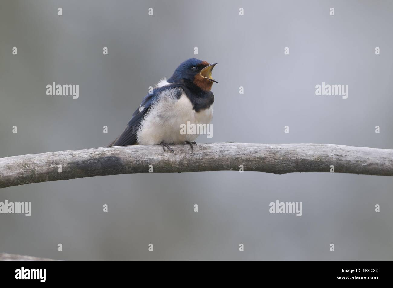 Swallow beak open hi-res stock photography and images - Alamy