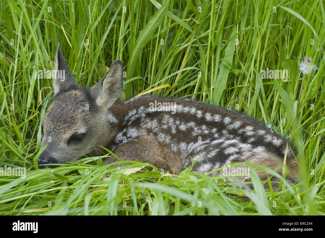 roe deer kid Stock Photo - Alamy