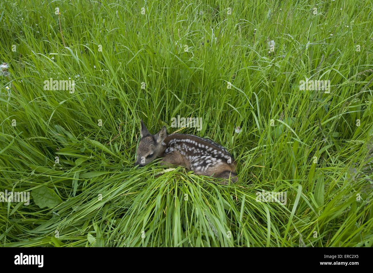 roe deer kid Stock Photo - Alamy