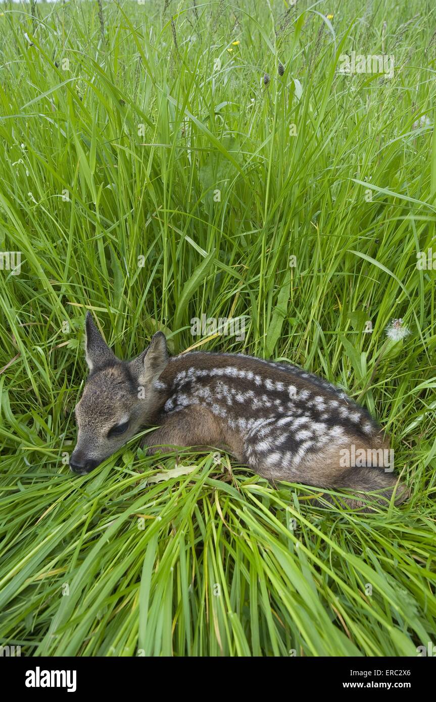 Roe deer fawn hi-res stock photography and images - Alamy