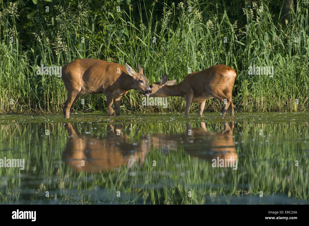 Roe deer water hi-res stock photography and images - Alamy
