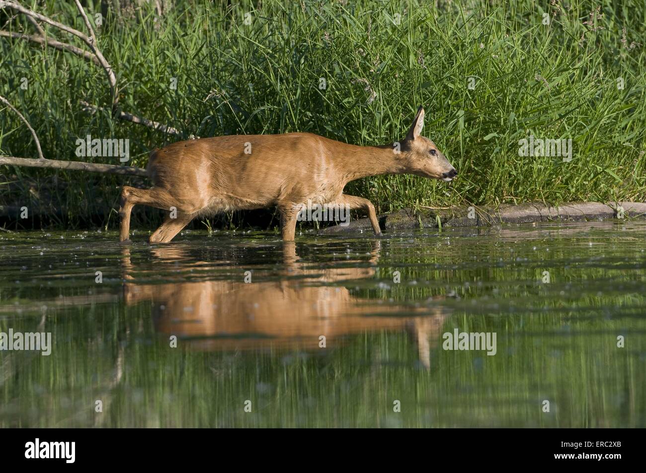 Roe deer water hi-res stock photography and images - Alamy